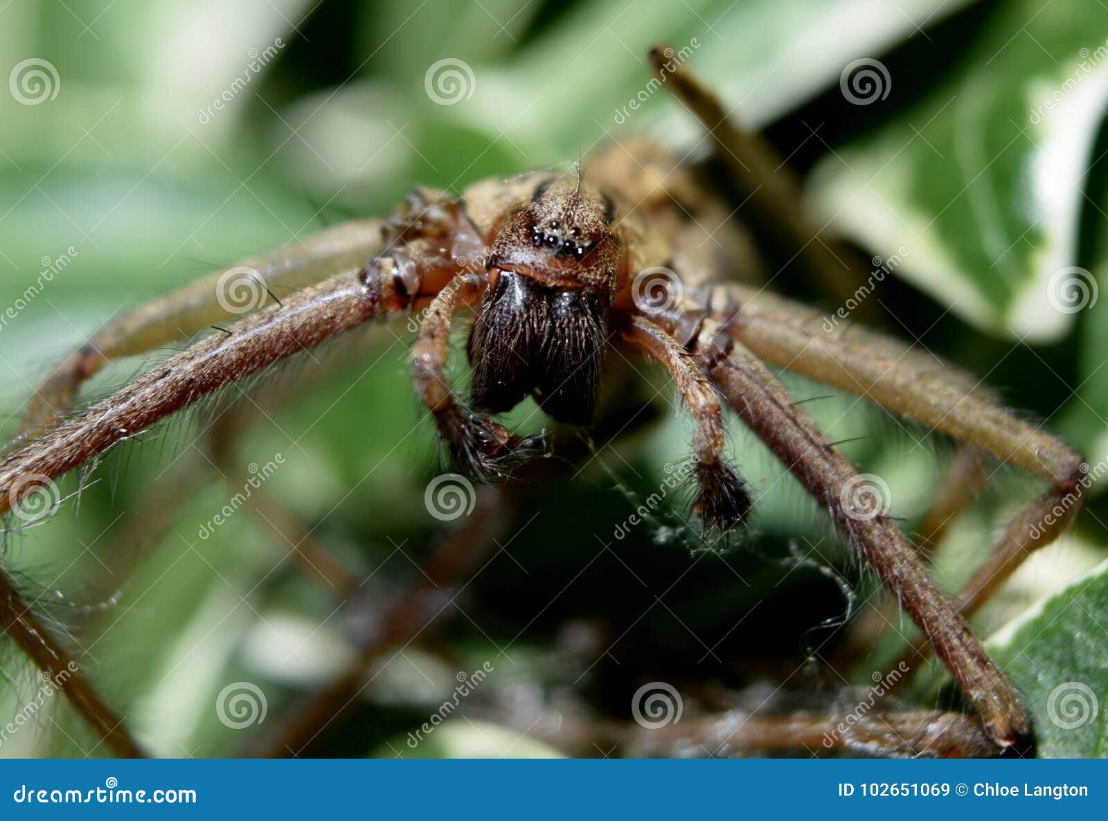 House spider stock image. Image of close, insect, arachnid - 102651069