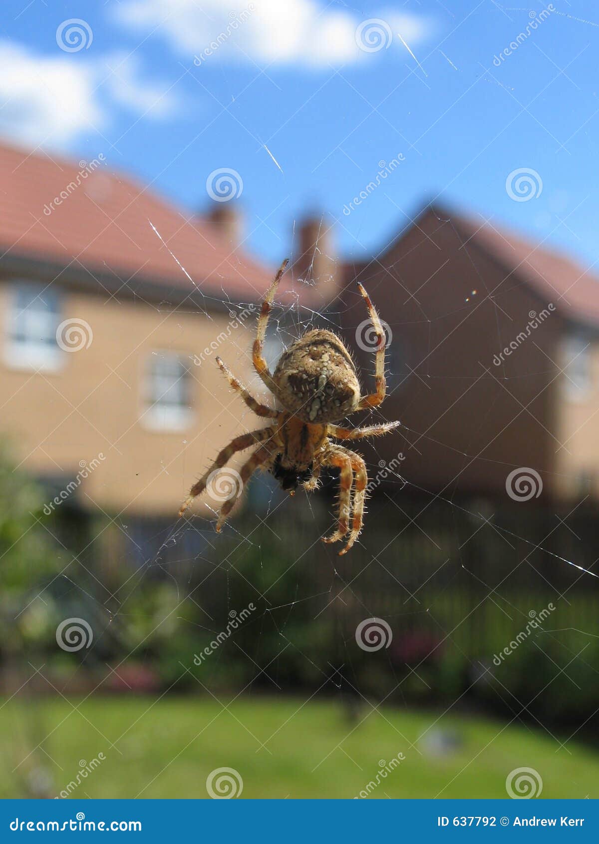 House Spider (suburban Setting) Stock Photo - Image of arachnid ...
