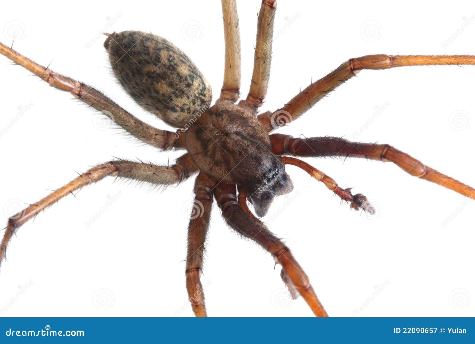 House Spider (Tegenaria Atrica), Isolated Stock Image - Image of long ...