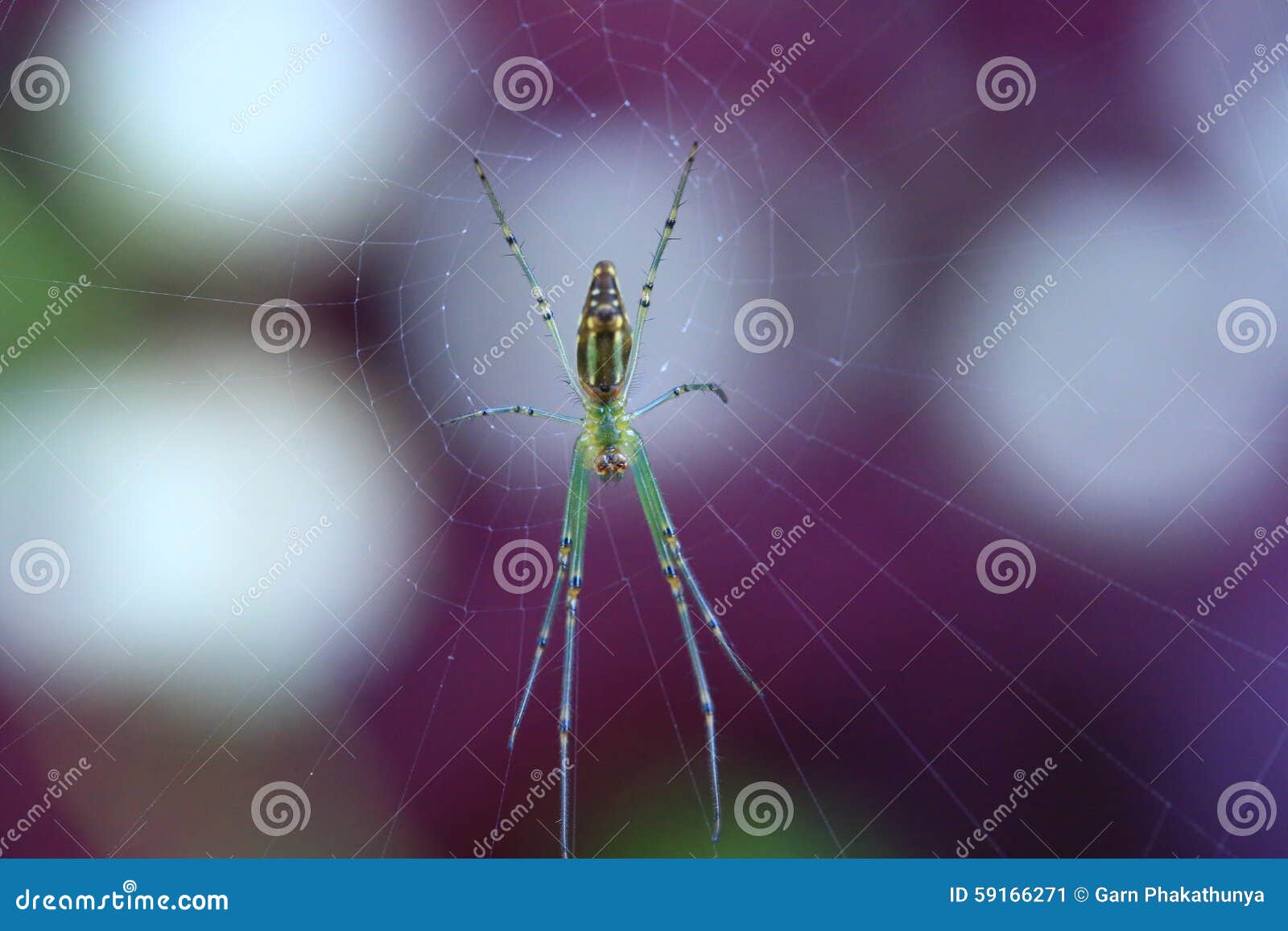 House Spider on the Web stock image. Image of insect - 59166271