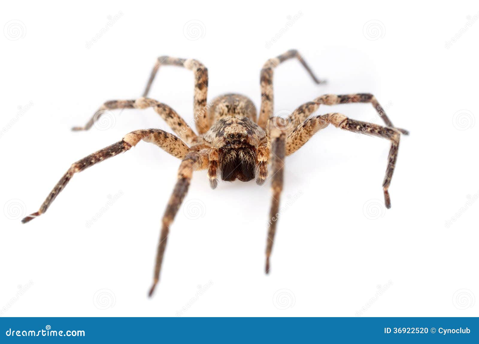 House spiders stock photo. Image of animal, spider, spiders - 36922520
