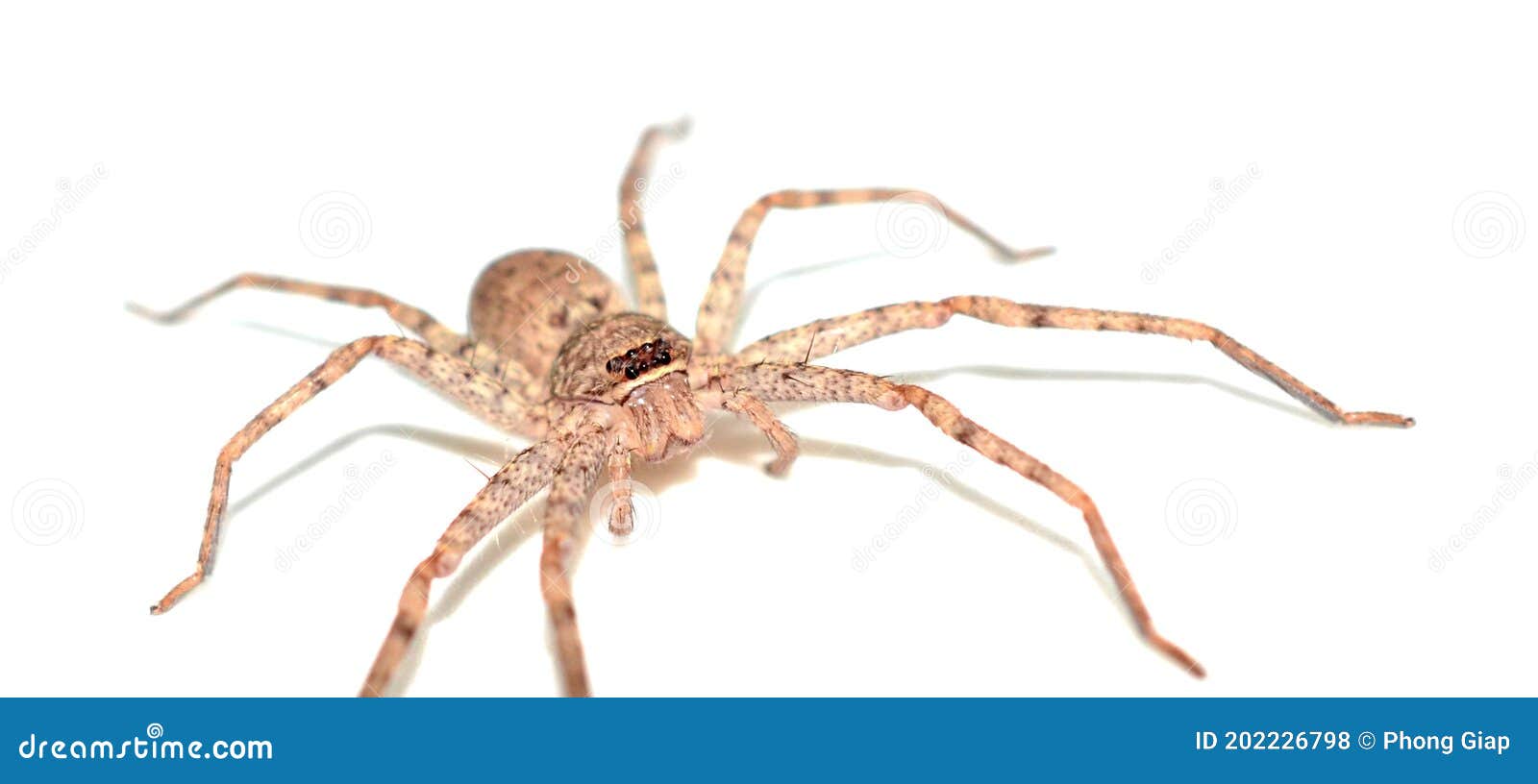 House Spiders. Stock Photography | CartoonDealer.com #202226798