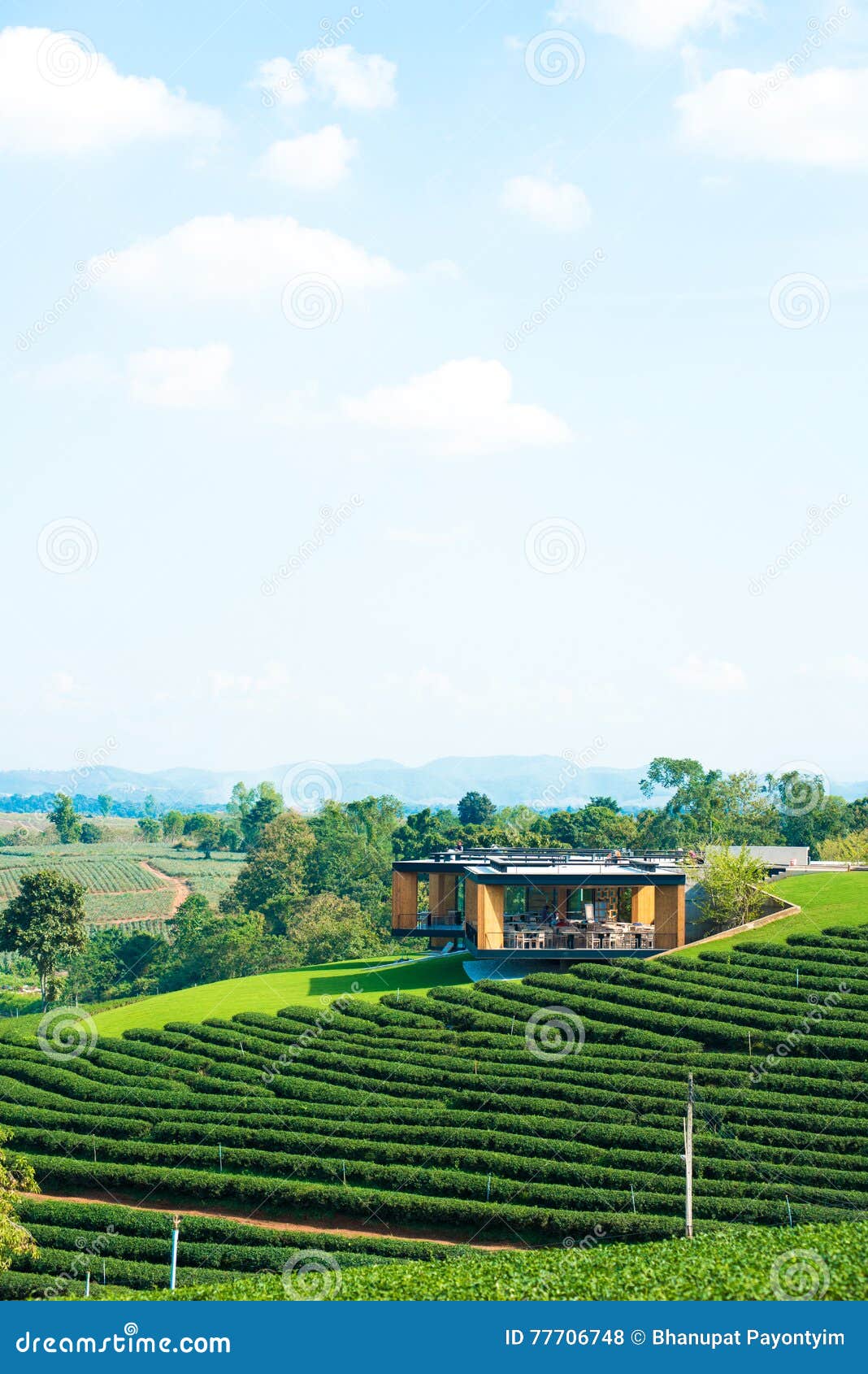 House on tea plantation. stock photo. Image of plant - 77706748