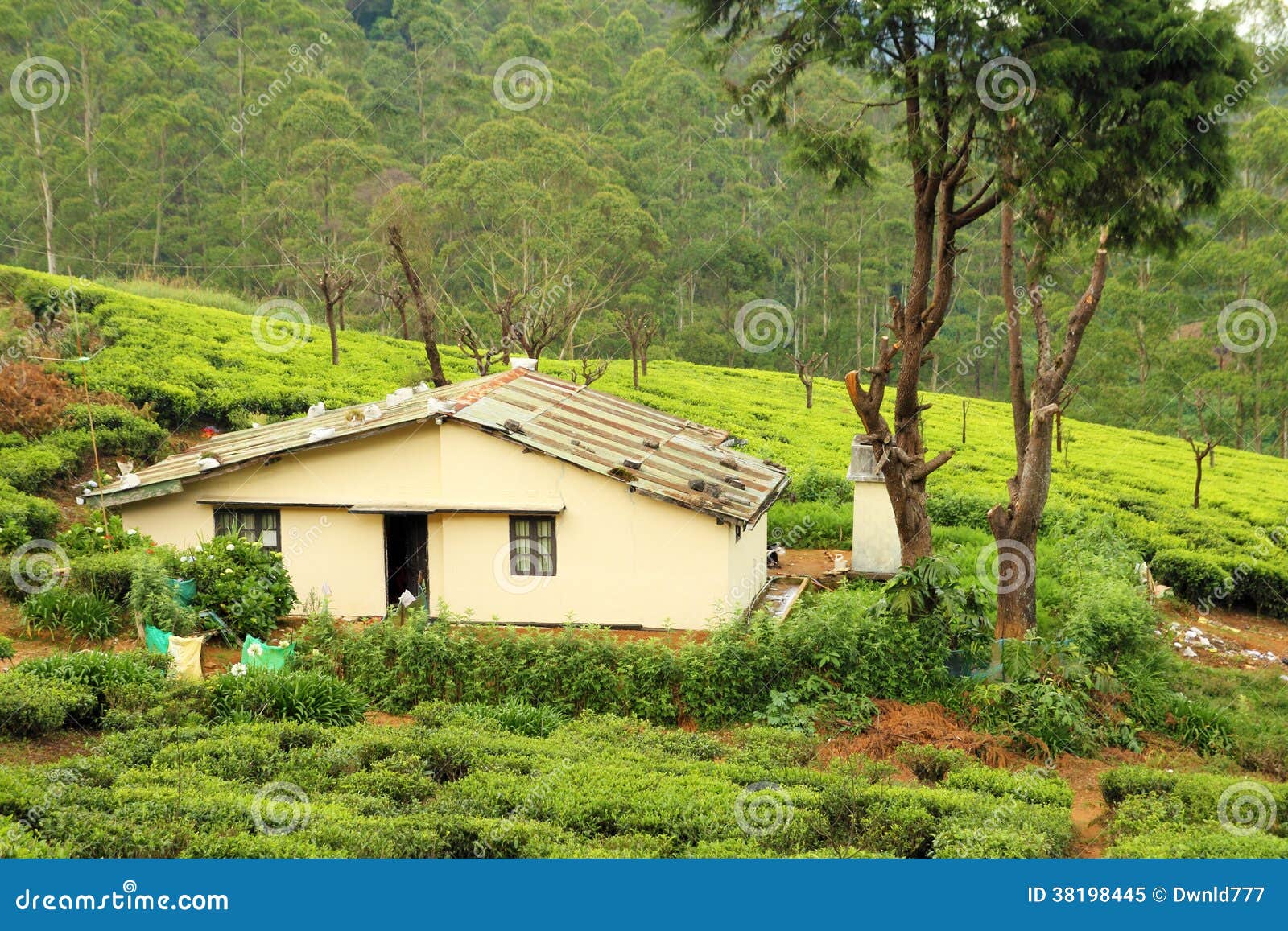House in tea plantation stock image. Image of cameron - 38198445