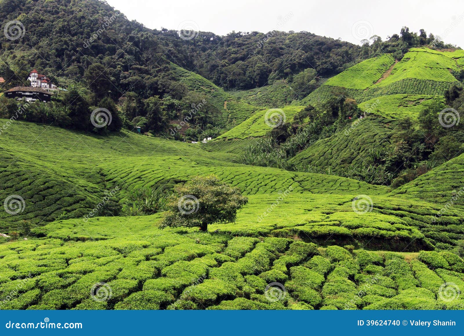 House and tea plantation stock photo. Image of highland - 39624740