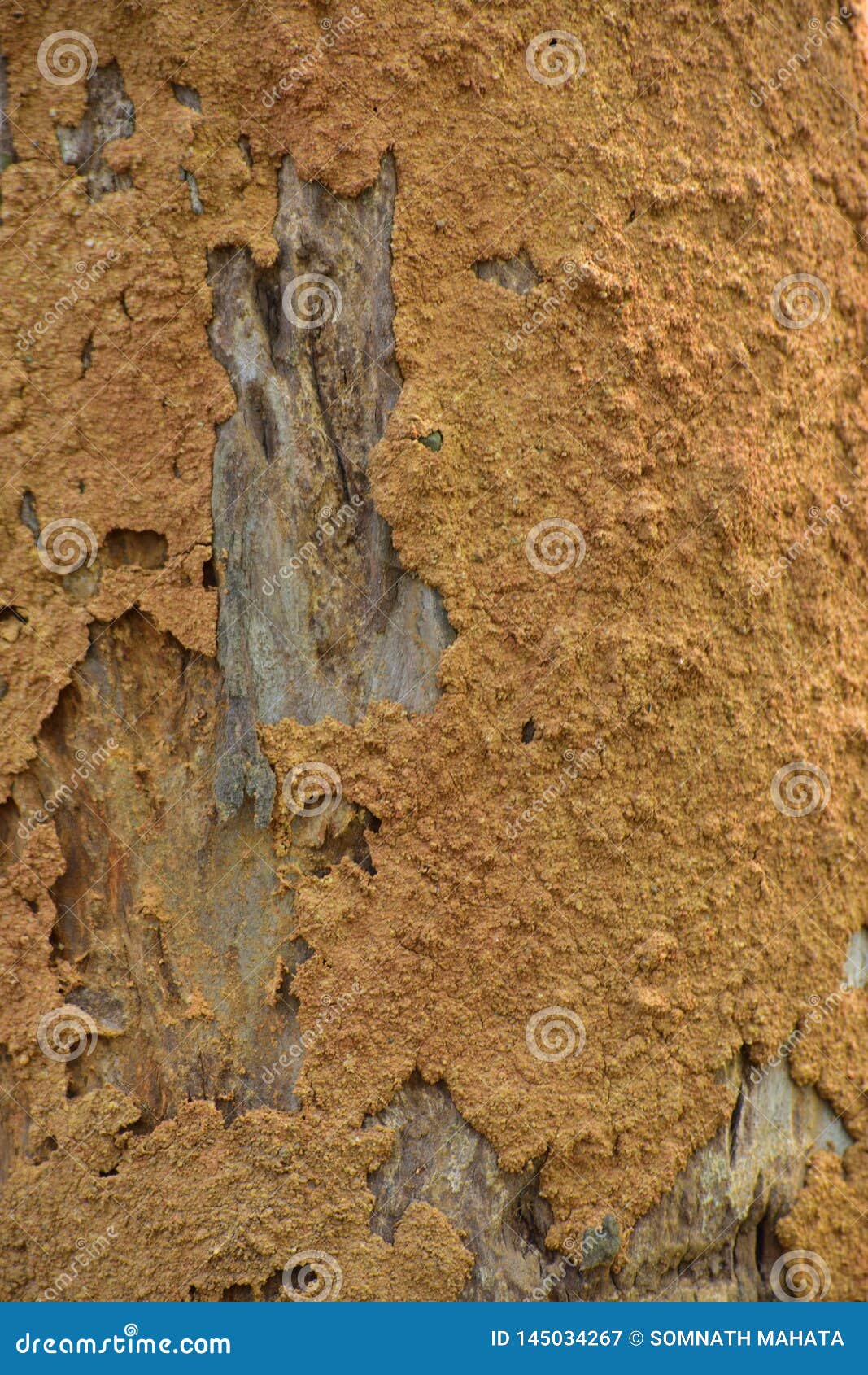 House of Termites on the Surface of a Tree Trunk. a Texture Termitesâ ...