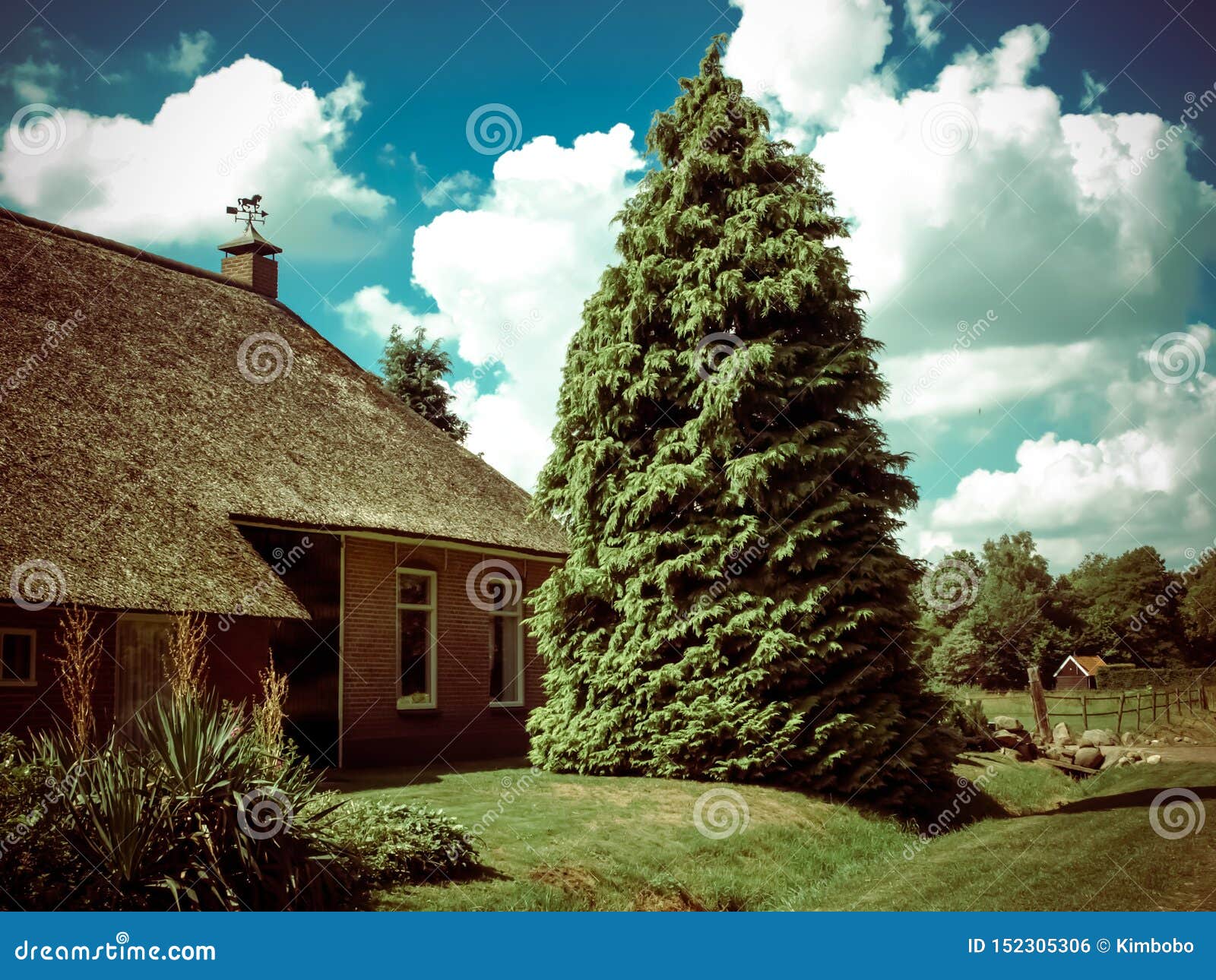 House with Thatched Roof and Spruce Tree Stock Photo - Image of japan ...
