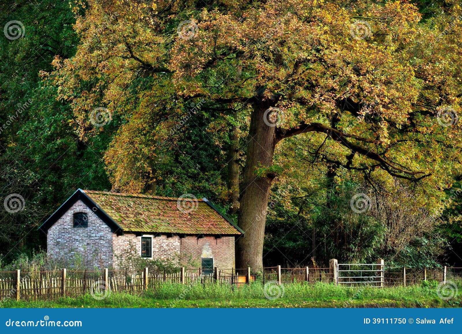 House Under a Big Tree stock photo. Image of nature, landscape - 39111750