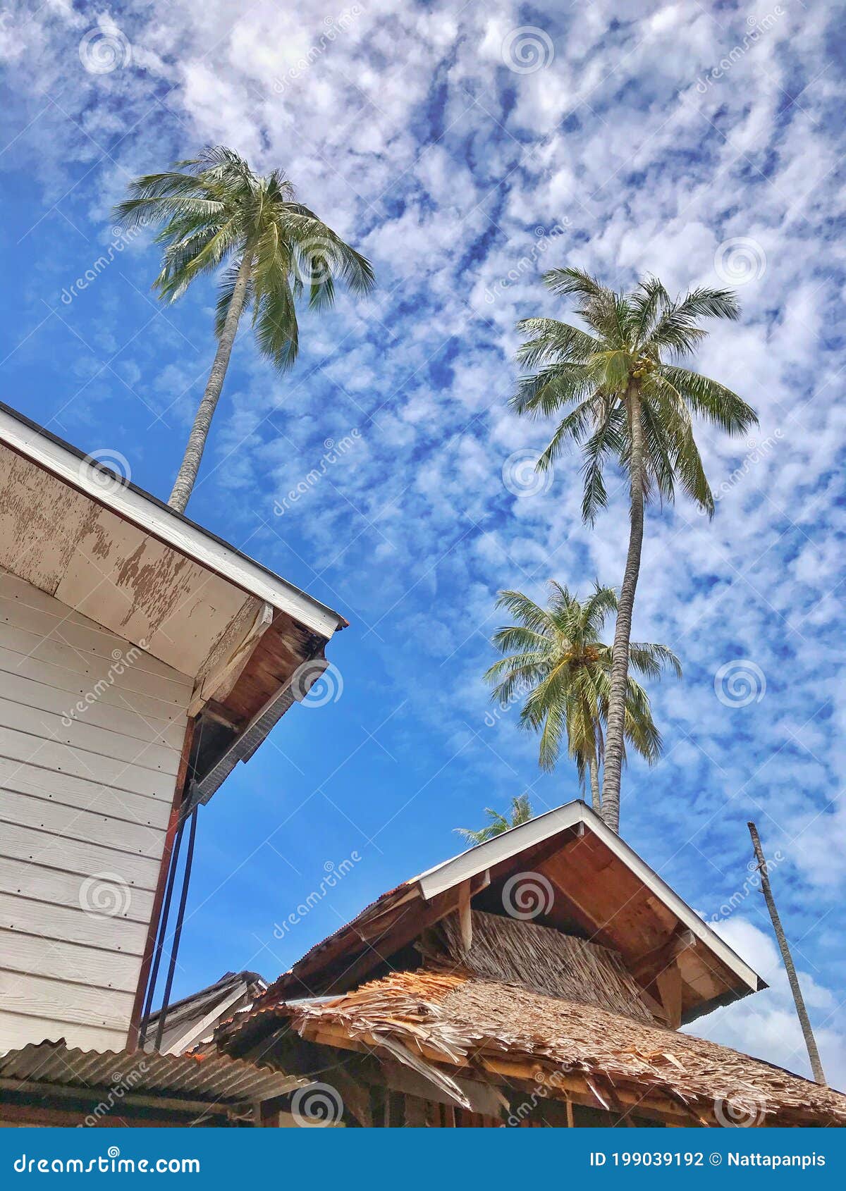 House Under Tall Coconut Tree Stock Photo - Image of tree, plant: 199039192