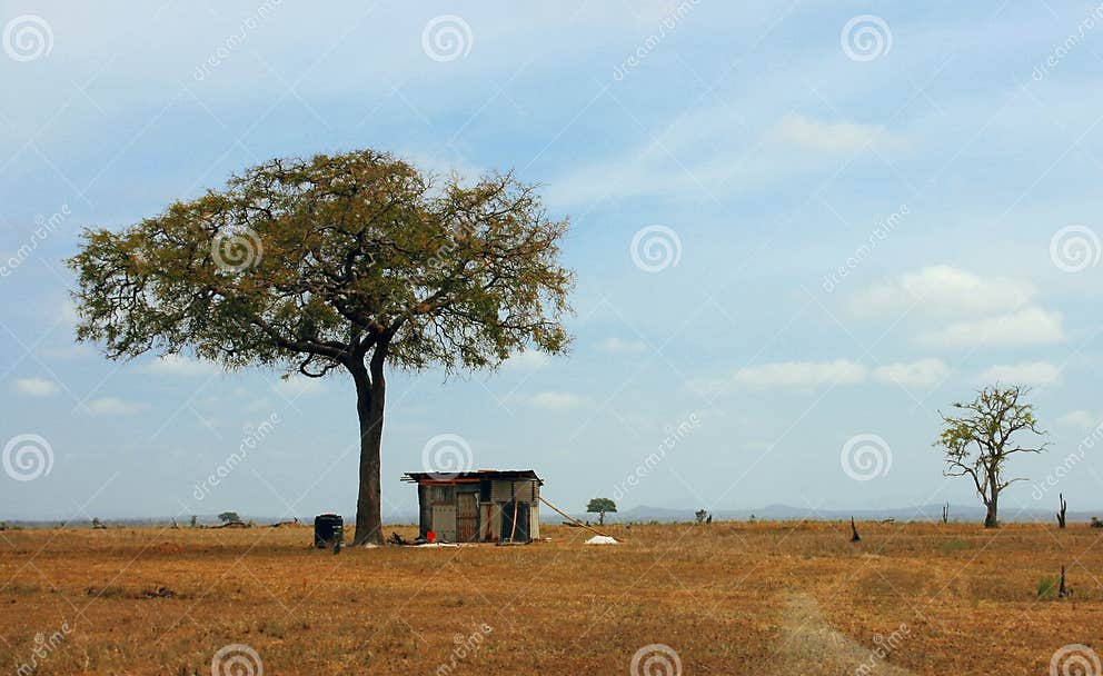 The house under a tree stock photo. Image of construction - 12847362