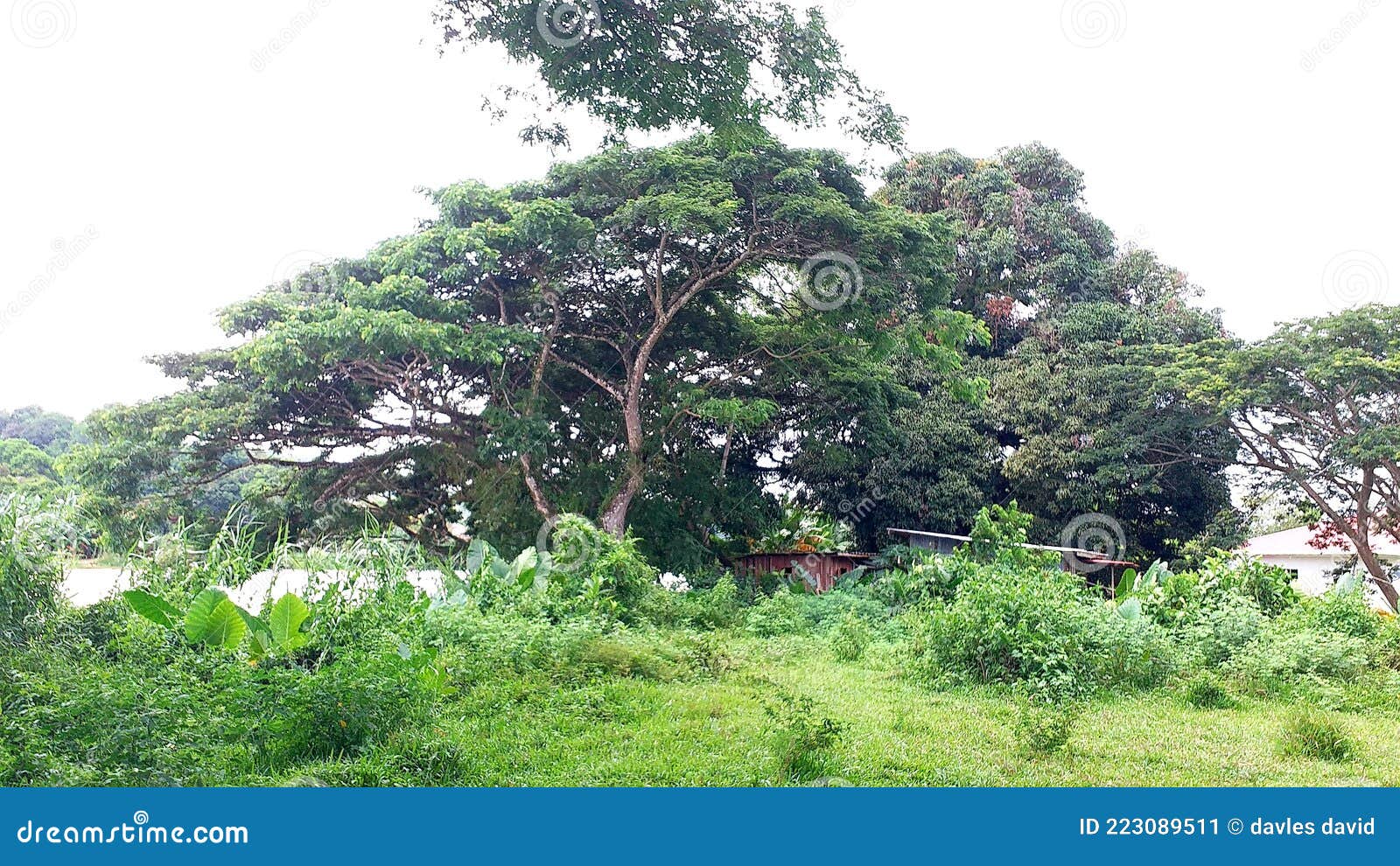 House under tree stock image. Image of shrub, produce - 223089511