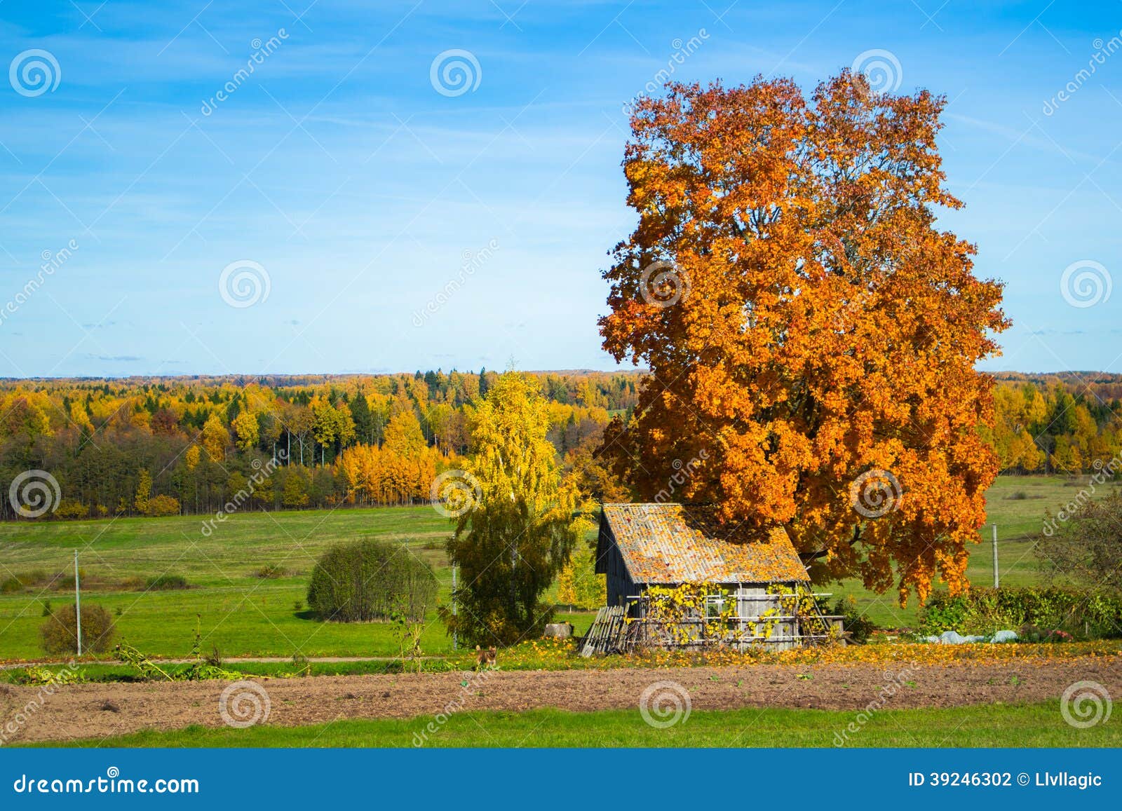 House under the tree stock photo. Image of outdoors, forest - 39246302
