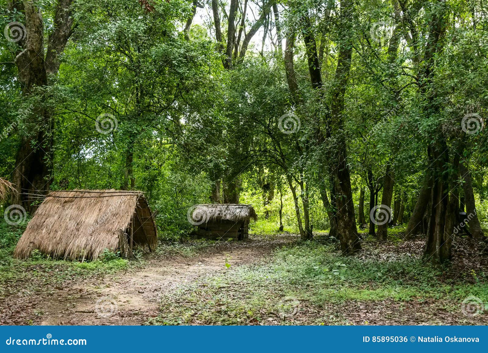 House of vedda people stock photo. Image of australoid - 85895036