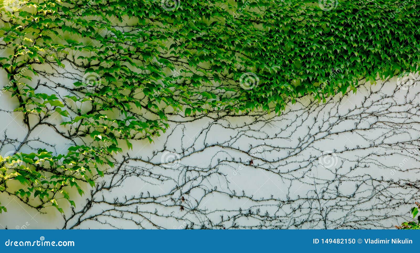 7,958 Overgrown Ivy Stock Photos - Free & Royalty-Free Stock Photos ...