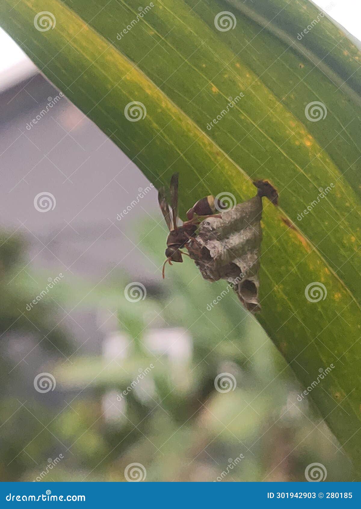 The Wasp Builds A Spherical Nest. Dangerous Insect Royalty-Free Stock ...