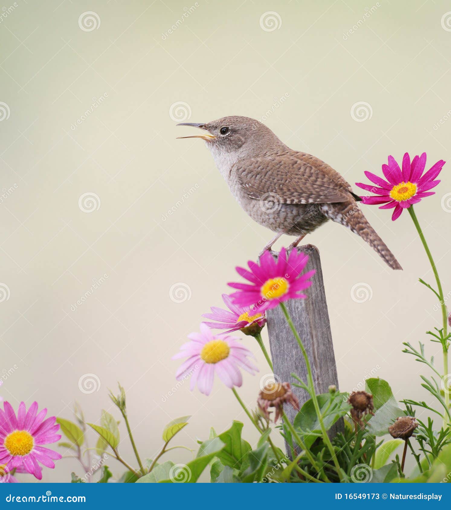 House Wren stock image. Image of perched, colorful, bird - 16549173