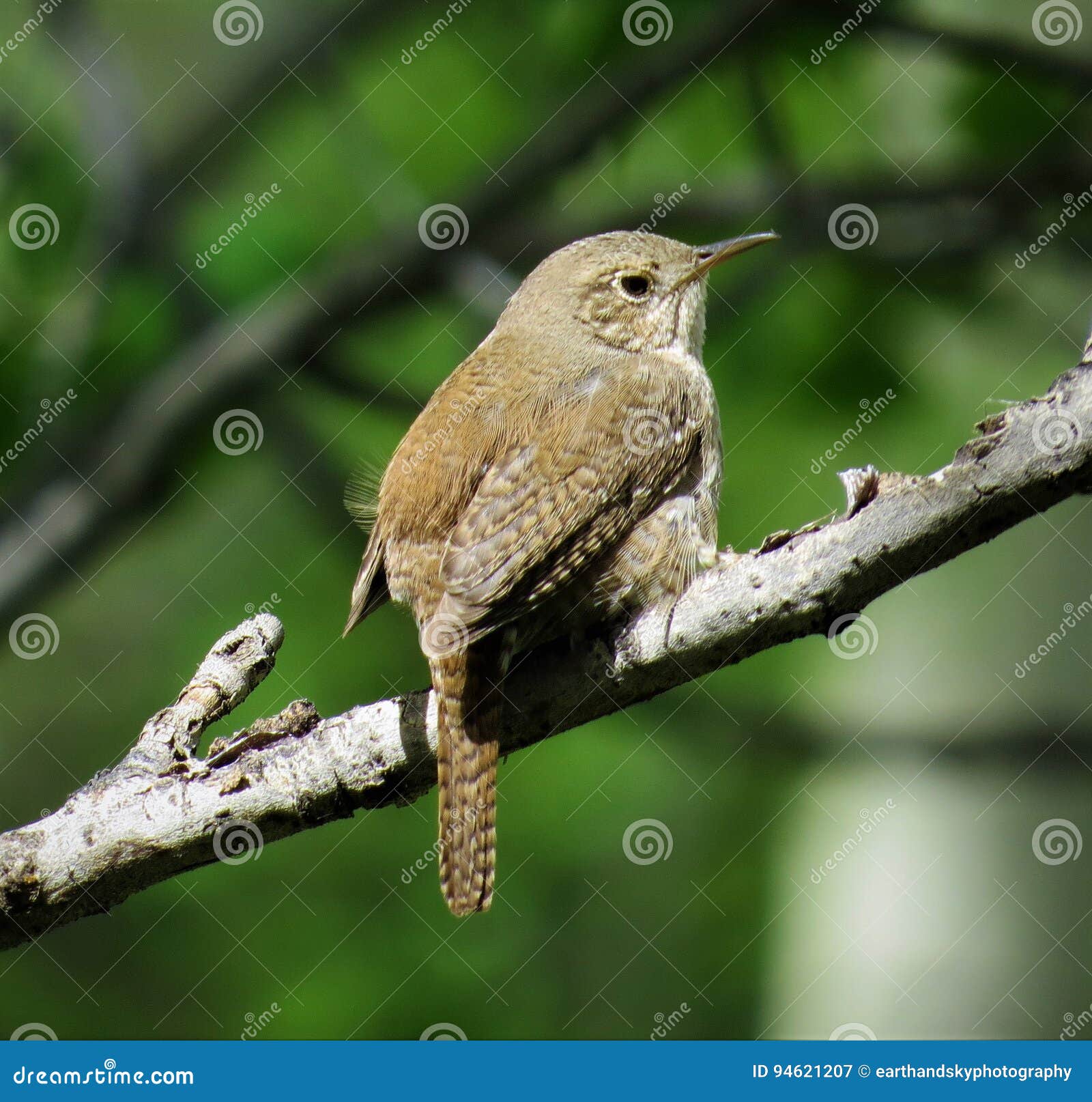 House Wren Perched in Tree stock image. Image of tree - 94621207