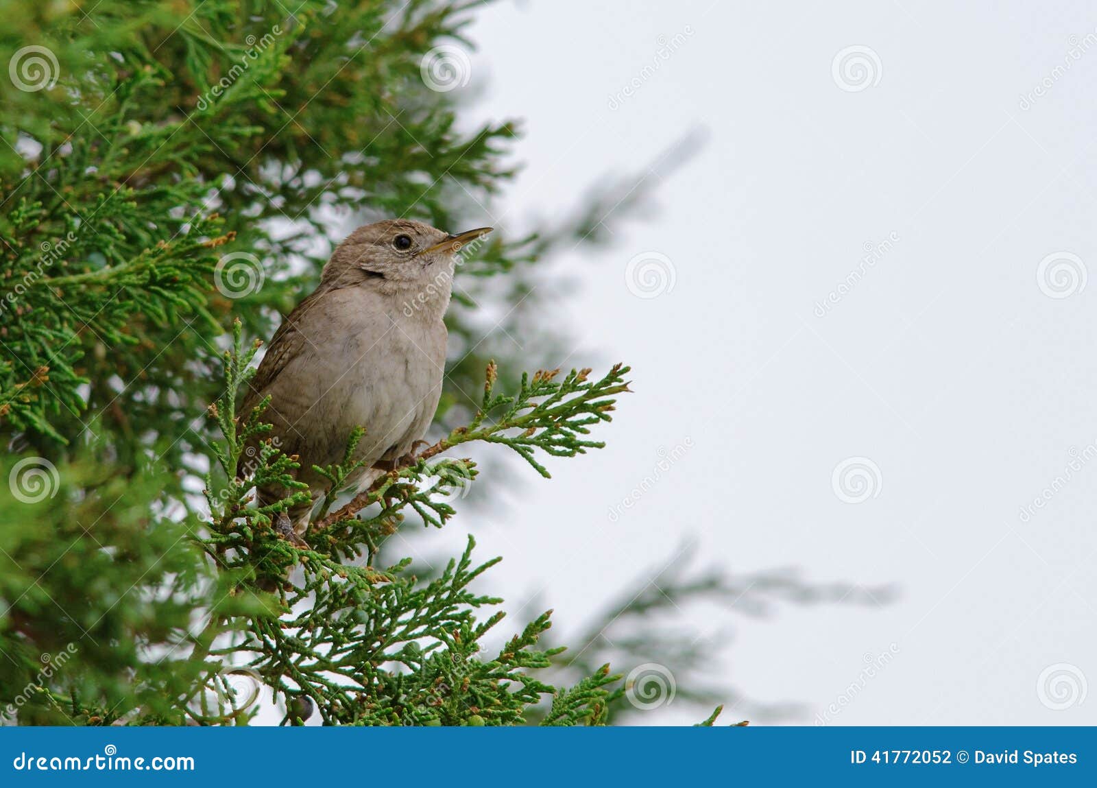House wren stock photo. Image of wren, animal, aedon - 41772052