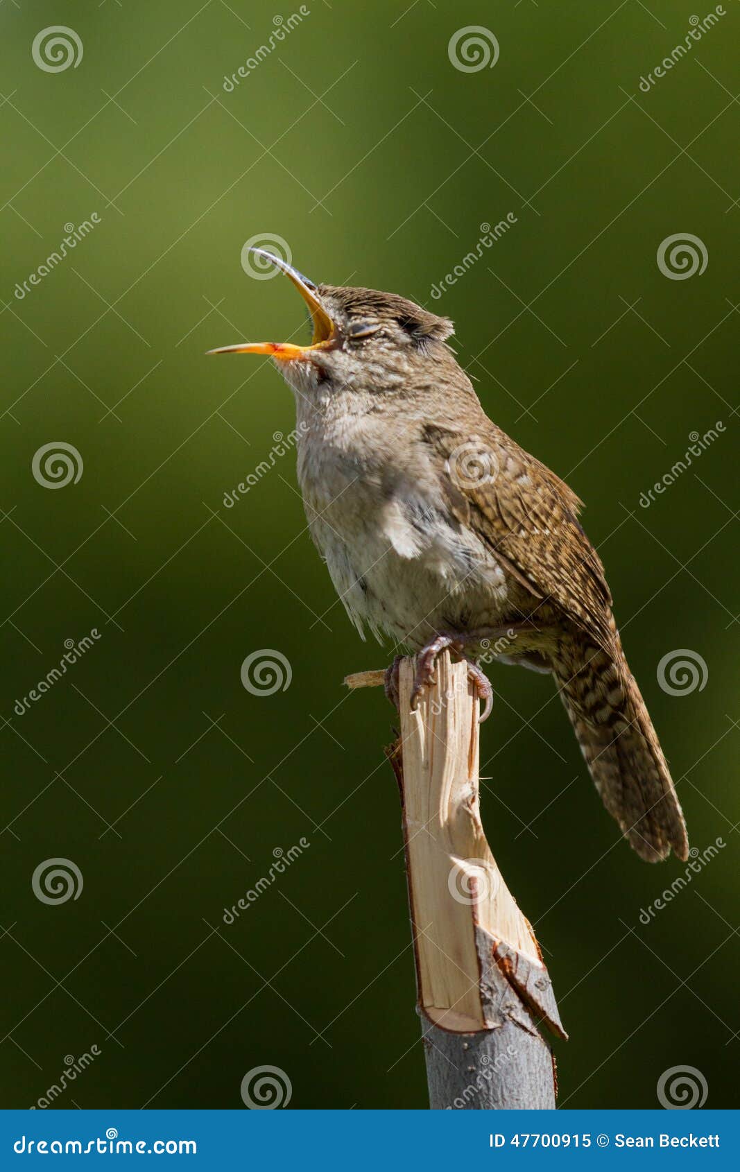 House Wren Singing stock image. Image of wren, birdsong - 47700915