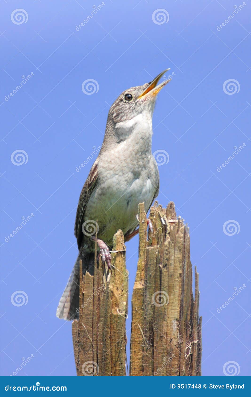 House Wren Singing on a Stump Stock Photo - Image of singing, avian ...