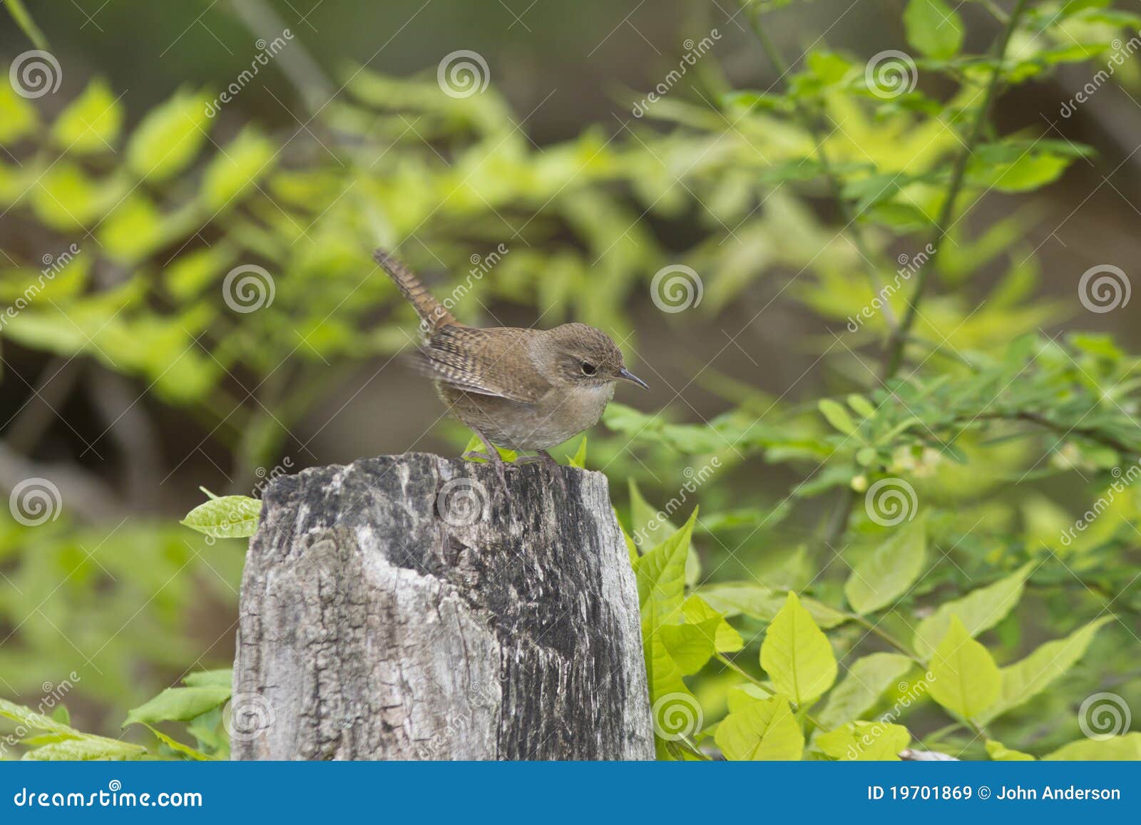 House Wren, Troglodytes Aedon Stock Image - Image of wildlife, aedon ...