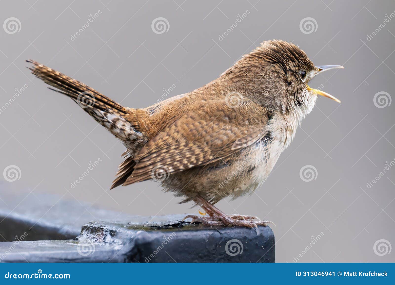 House Wren Yelling at Birds Stock Image - Image of branch, animal ...