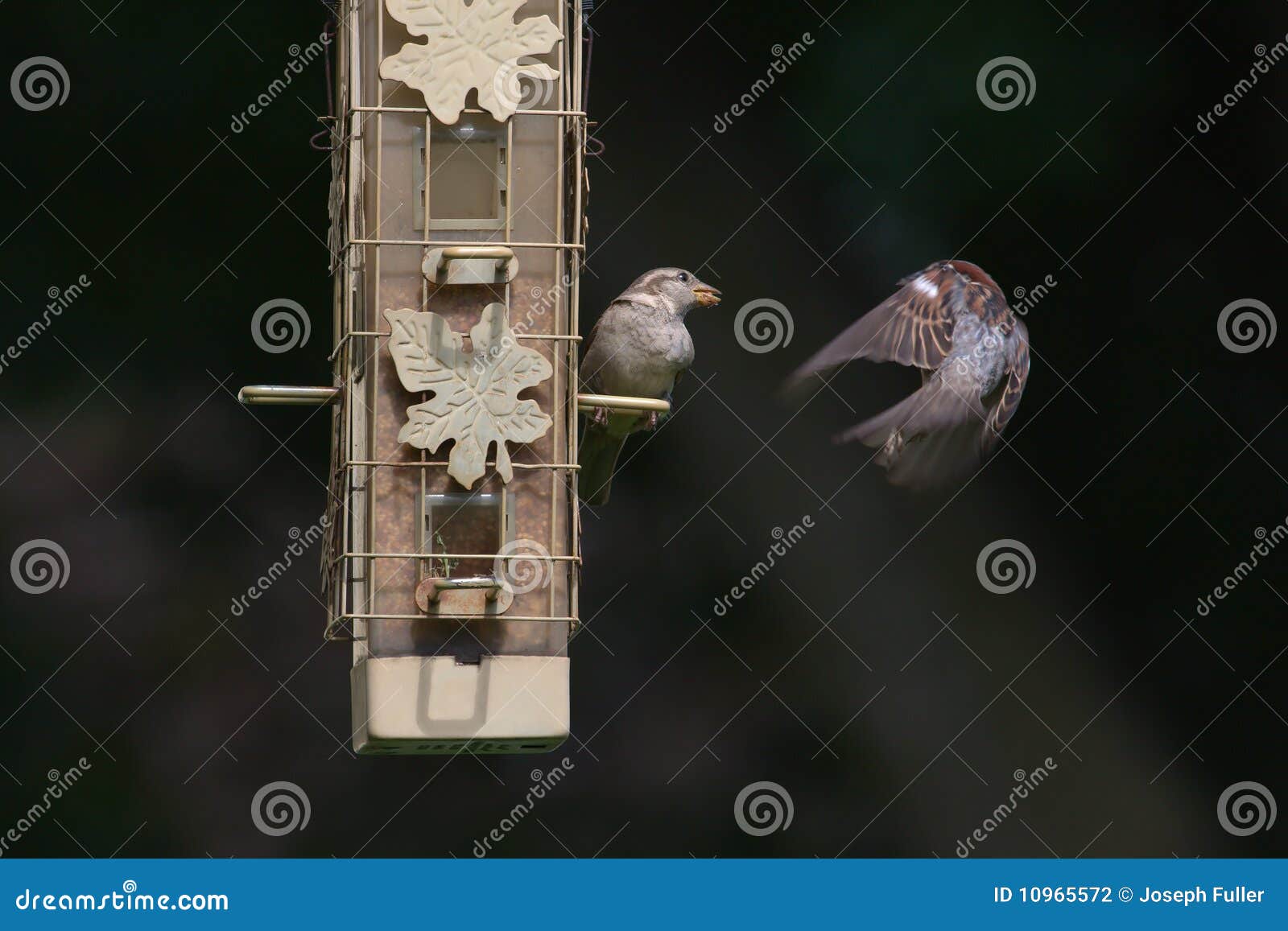 House Wrens at the Bird Feeder Stock Photo - Image of animal, brown ...