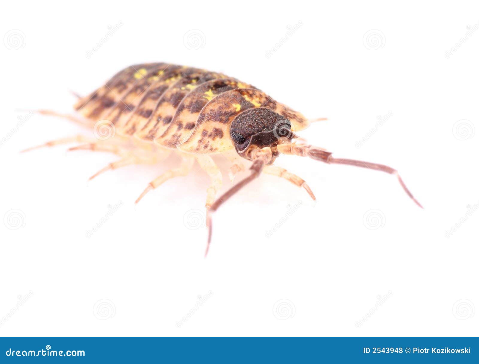Housebug stock photo. Image of closeup, spring, spotty - 2543948