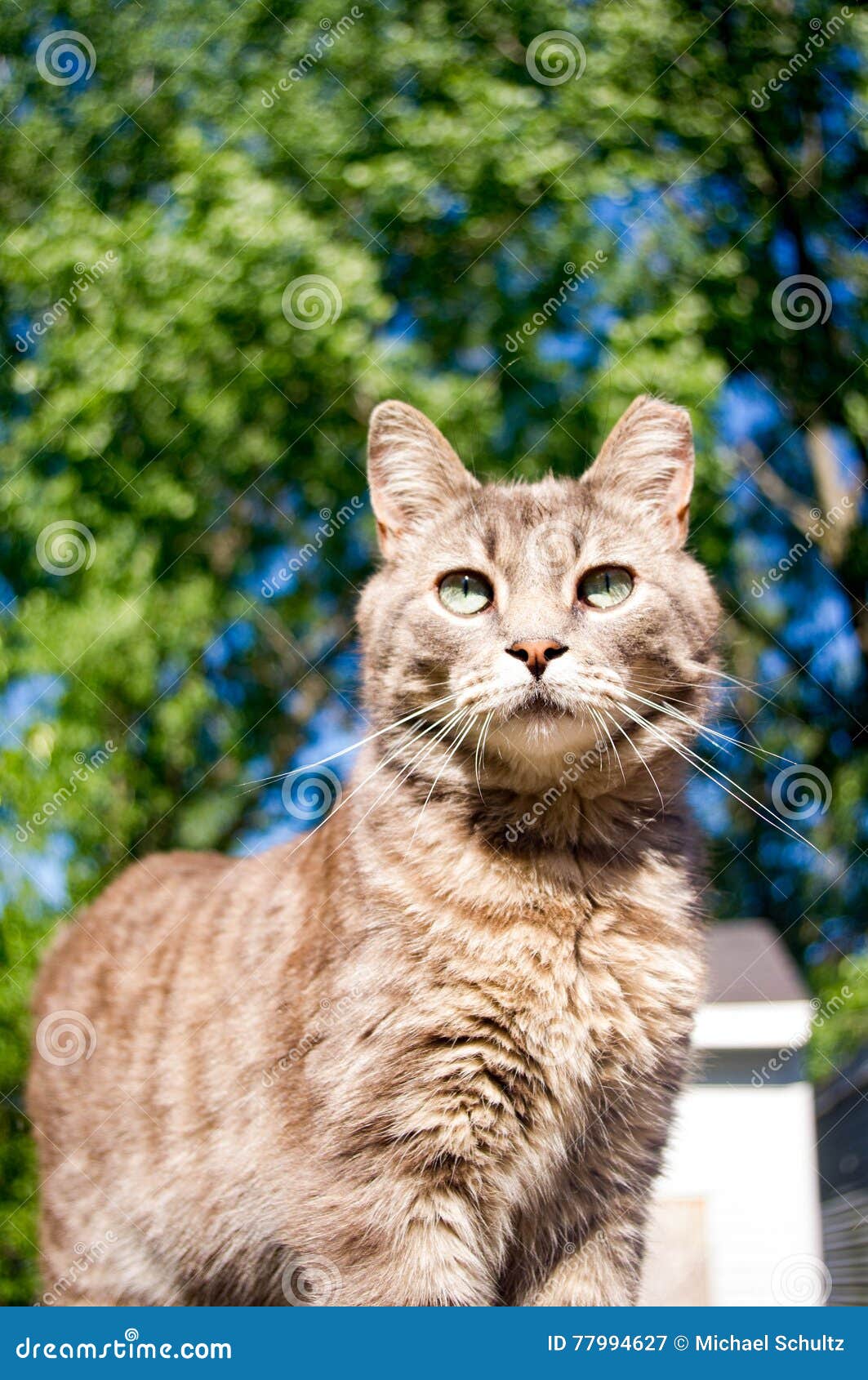 Housecat with morning sun stock image. Image of longhair - 77994627