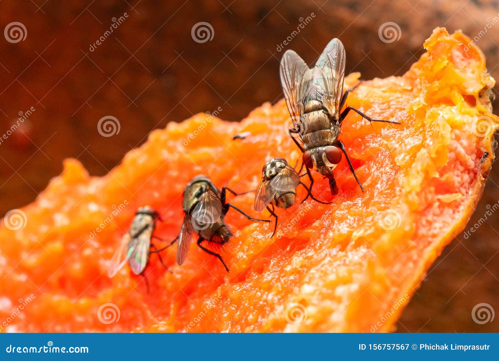 Houseflies Feeding on Rotten Papaya Meat Stock Image - Image of ...