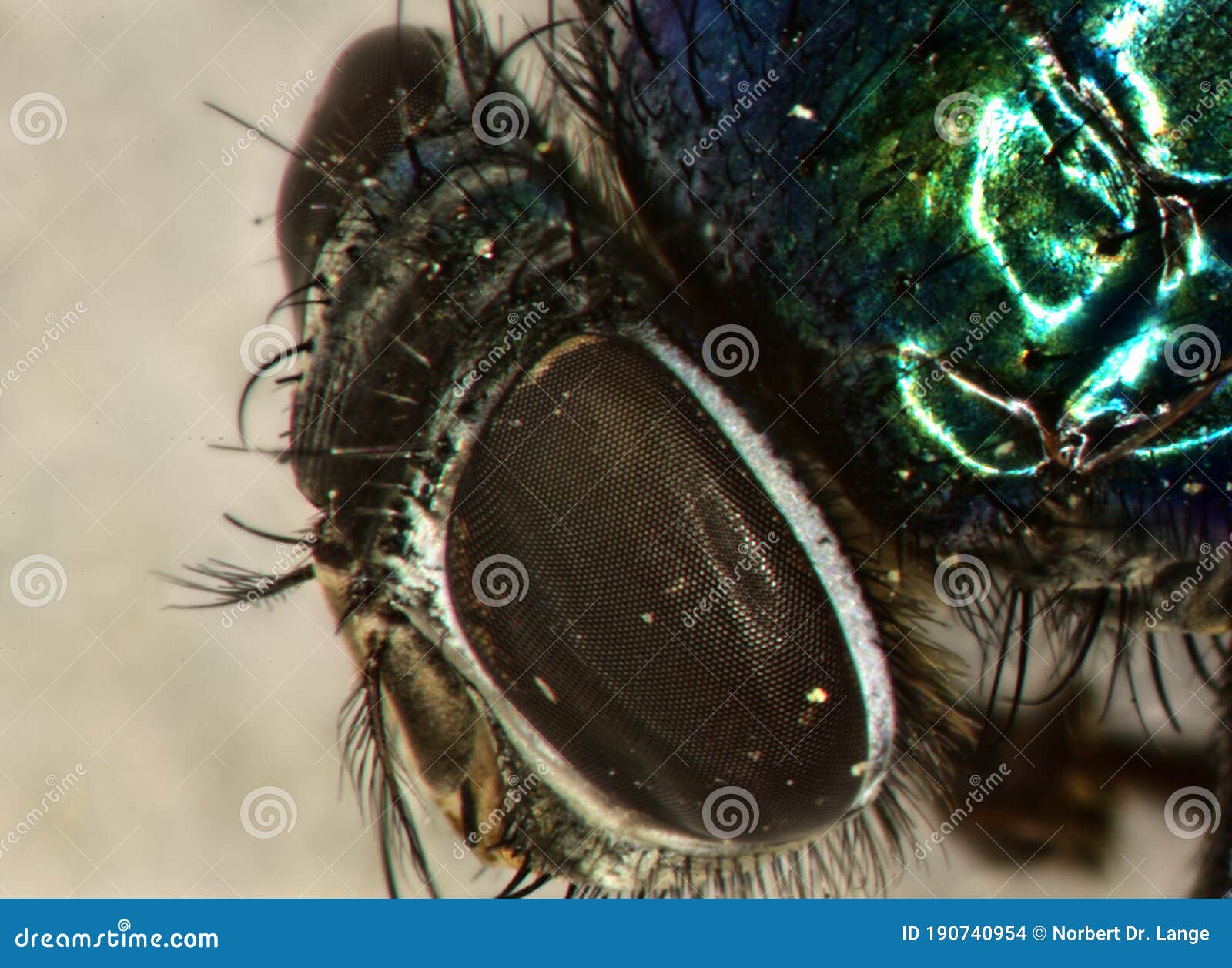 Housefly with Compound Eyes Stock Photo - Image of sericata, blowfly ...