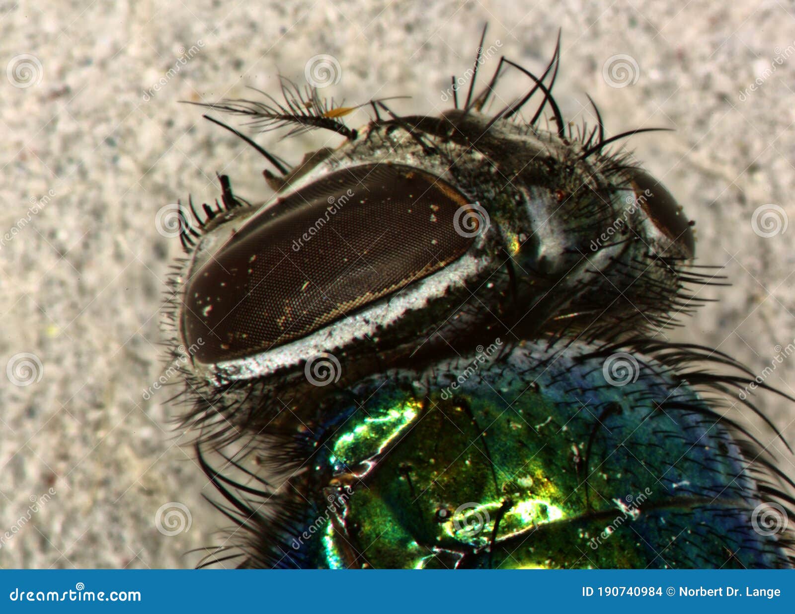 Housefly with Compound Eyes Stock Photo - Image of vermin, housefly ...