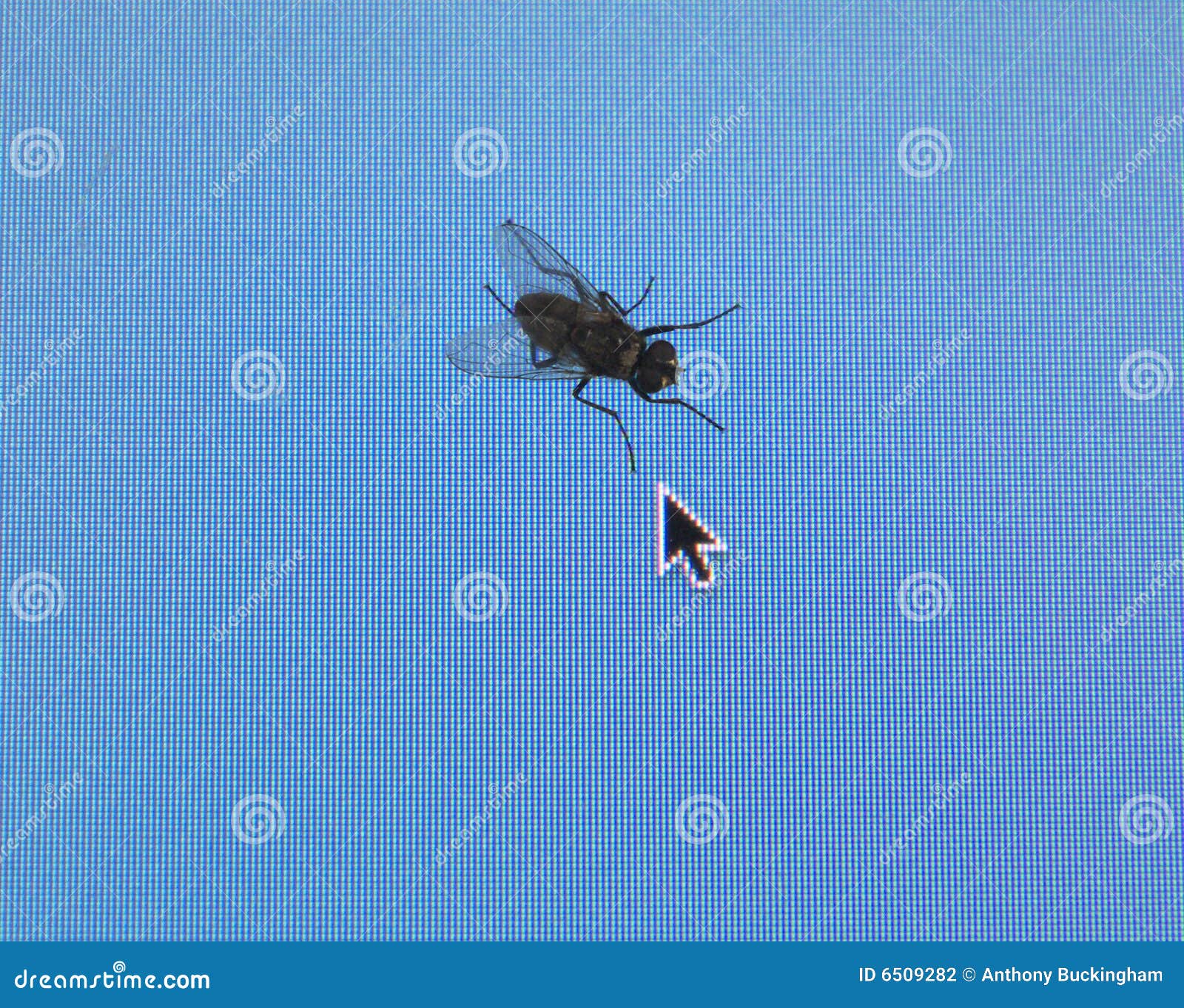 Housefly on Computer Screen. Stock Photo - Image of monitor, computer ...