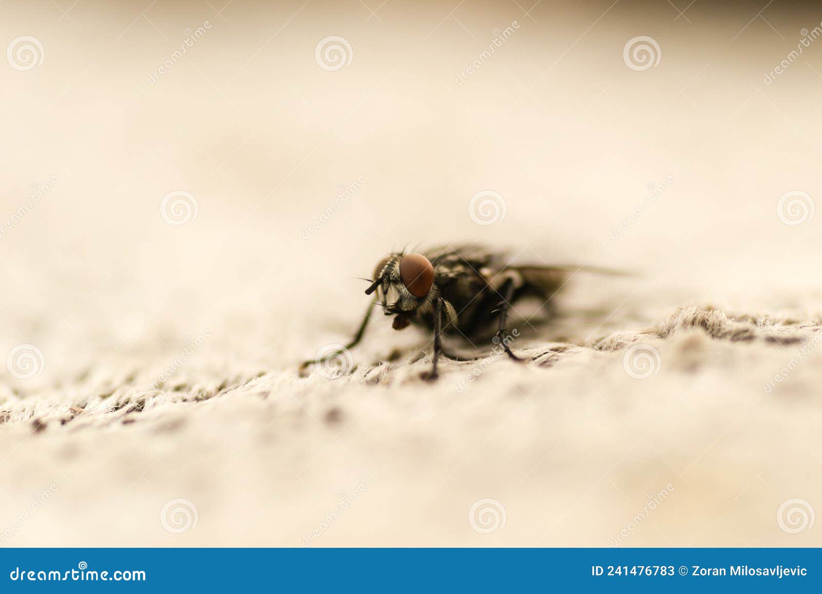 A Housefly on a Concrete Surface Stock Image - Image of cutout, disease ...