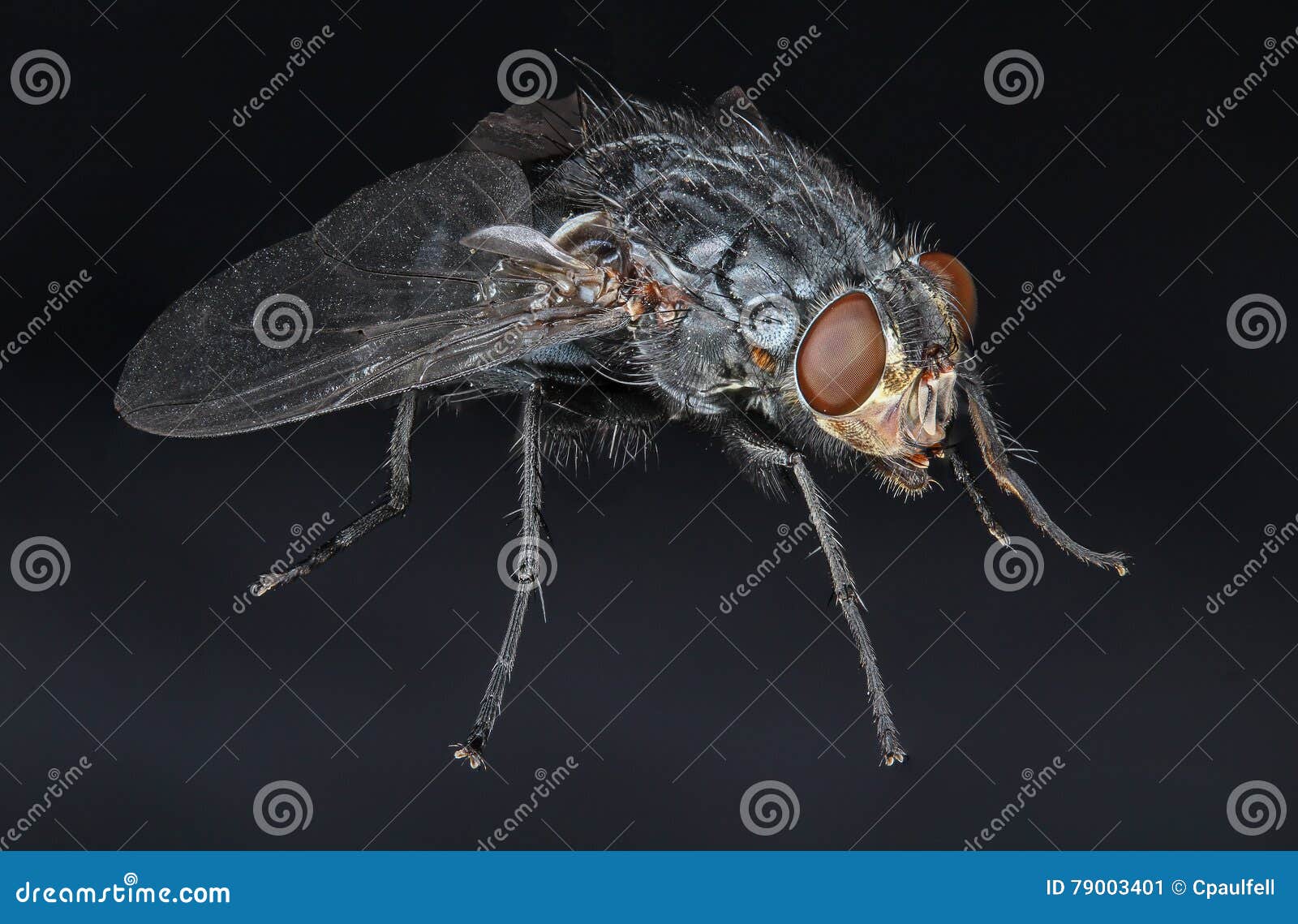 Housefly stock image. Image of nature, domestica, closeup - 79003401