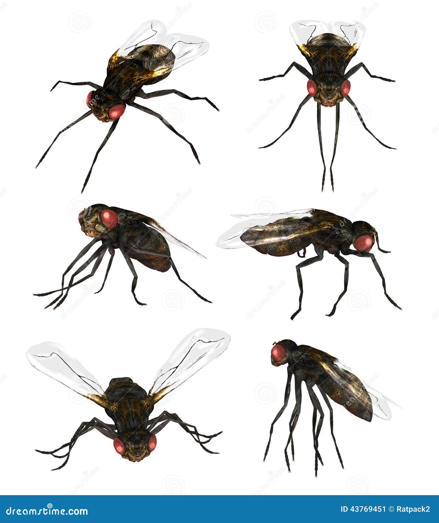 Housefly stock illustration. Illustration of living, creepy - 43769451