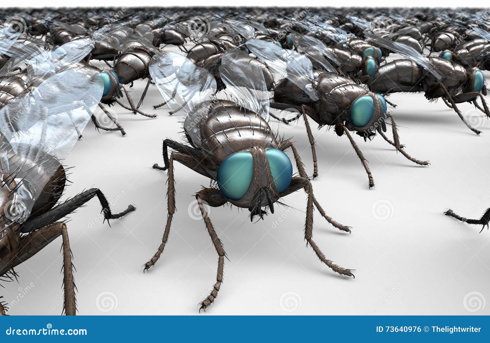 Housefly, Insect Isolated on White with Clipping Path Stock ...