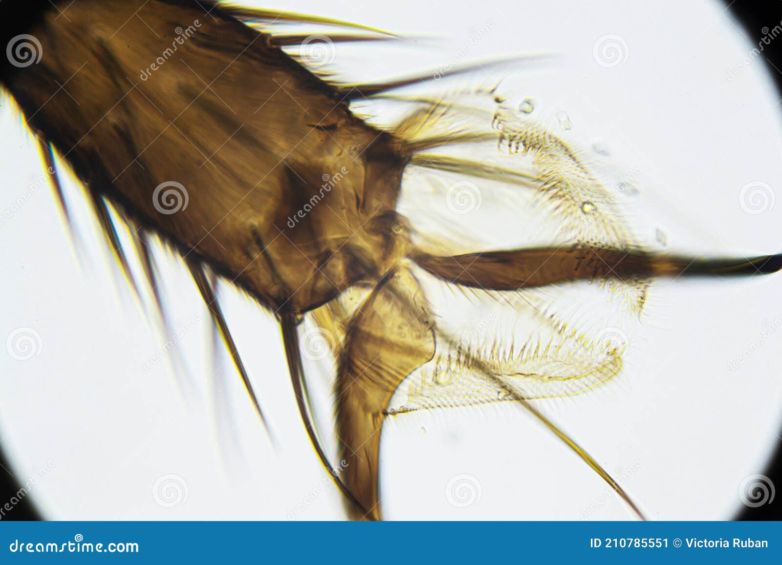 Housefly Leg with Bristles and Claws Under the Light Microscope Stock ...