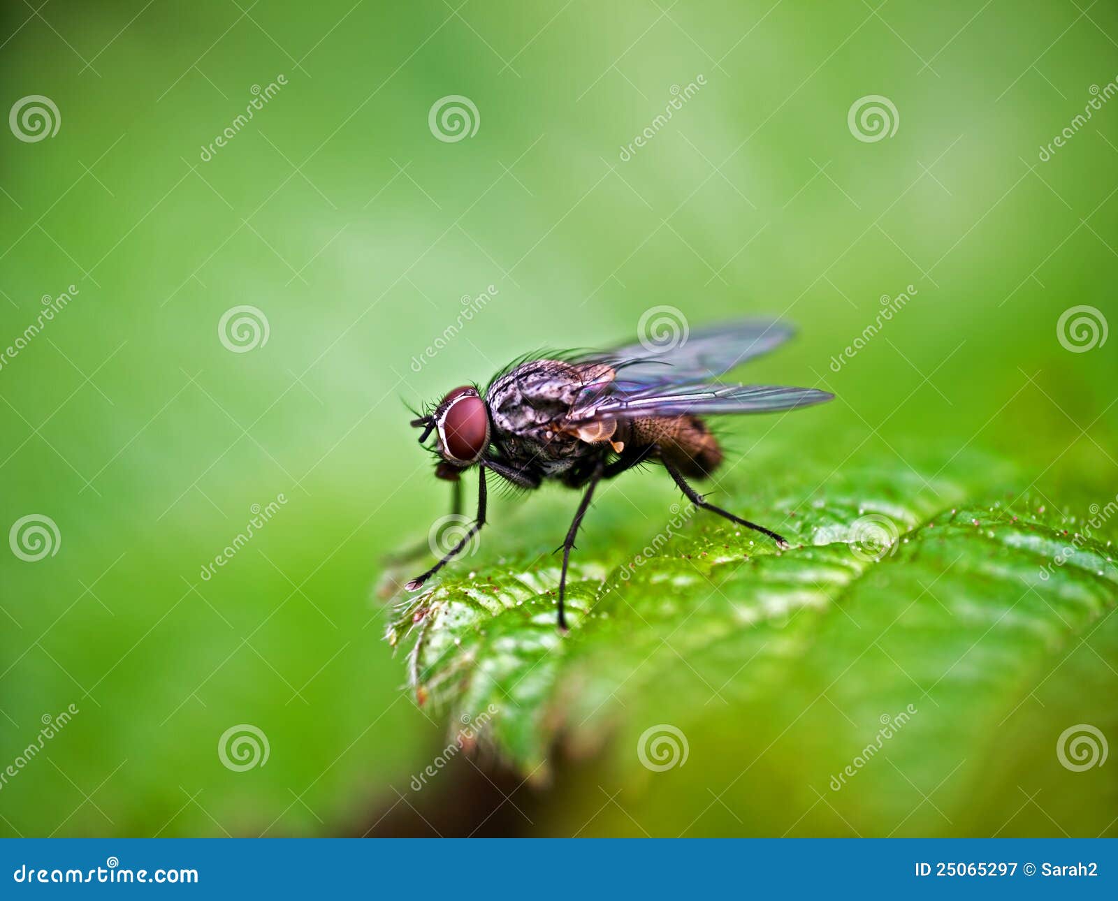 Housefly Macro - Musca Domestica Stock Image - Image of thorax, insect ...
