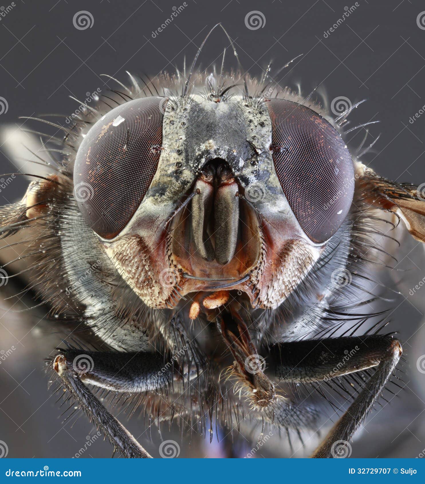 House Fly Face