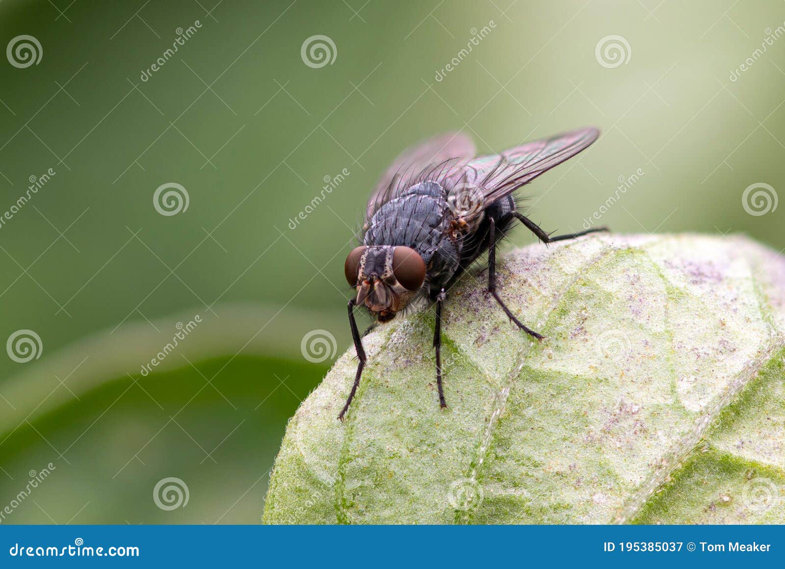 Housefly musca domestica stock image. Image of natural - 195385037