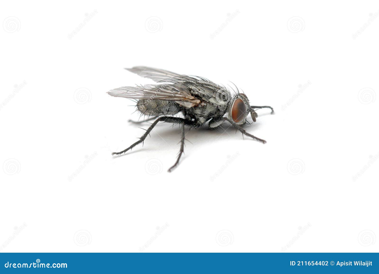 The Housefly on White Background in Southeast Asia. Stock Photo - Image ...