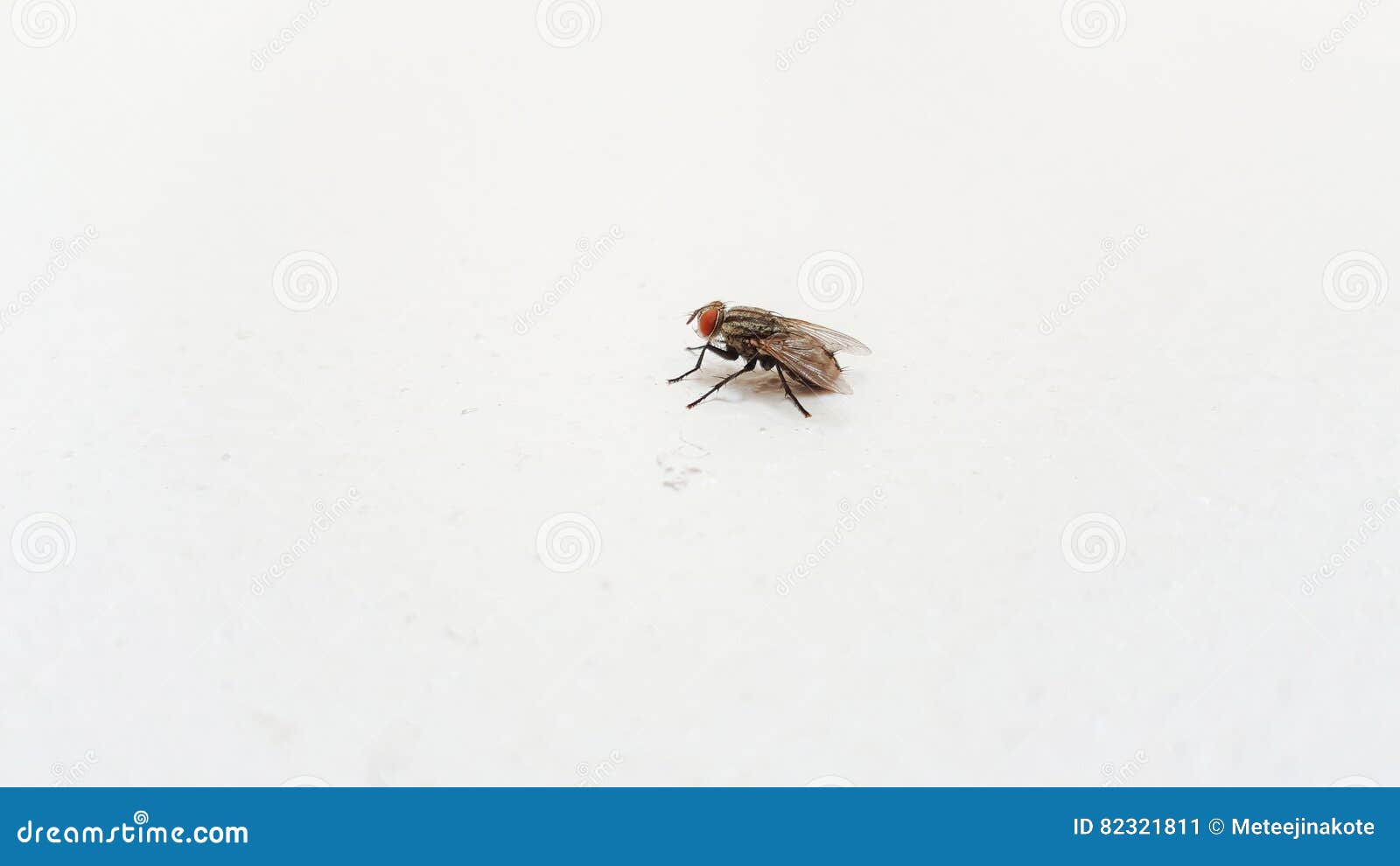 Housefly on White Wall or Isolated Background Stock Image - Image of ...