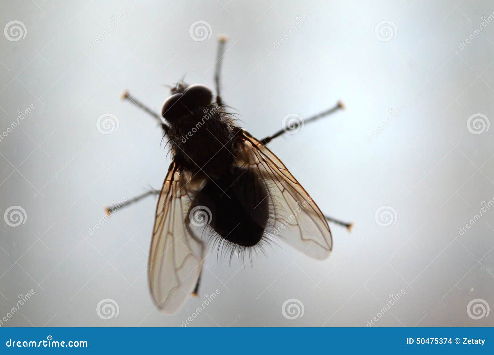 Housefly on the window stock photo. Image of housefly - 50475374
