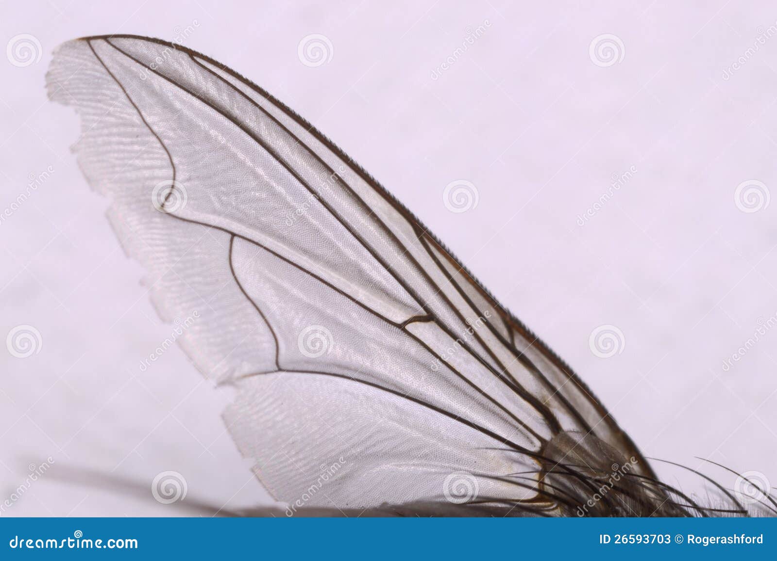 House Fly Wings