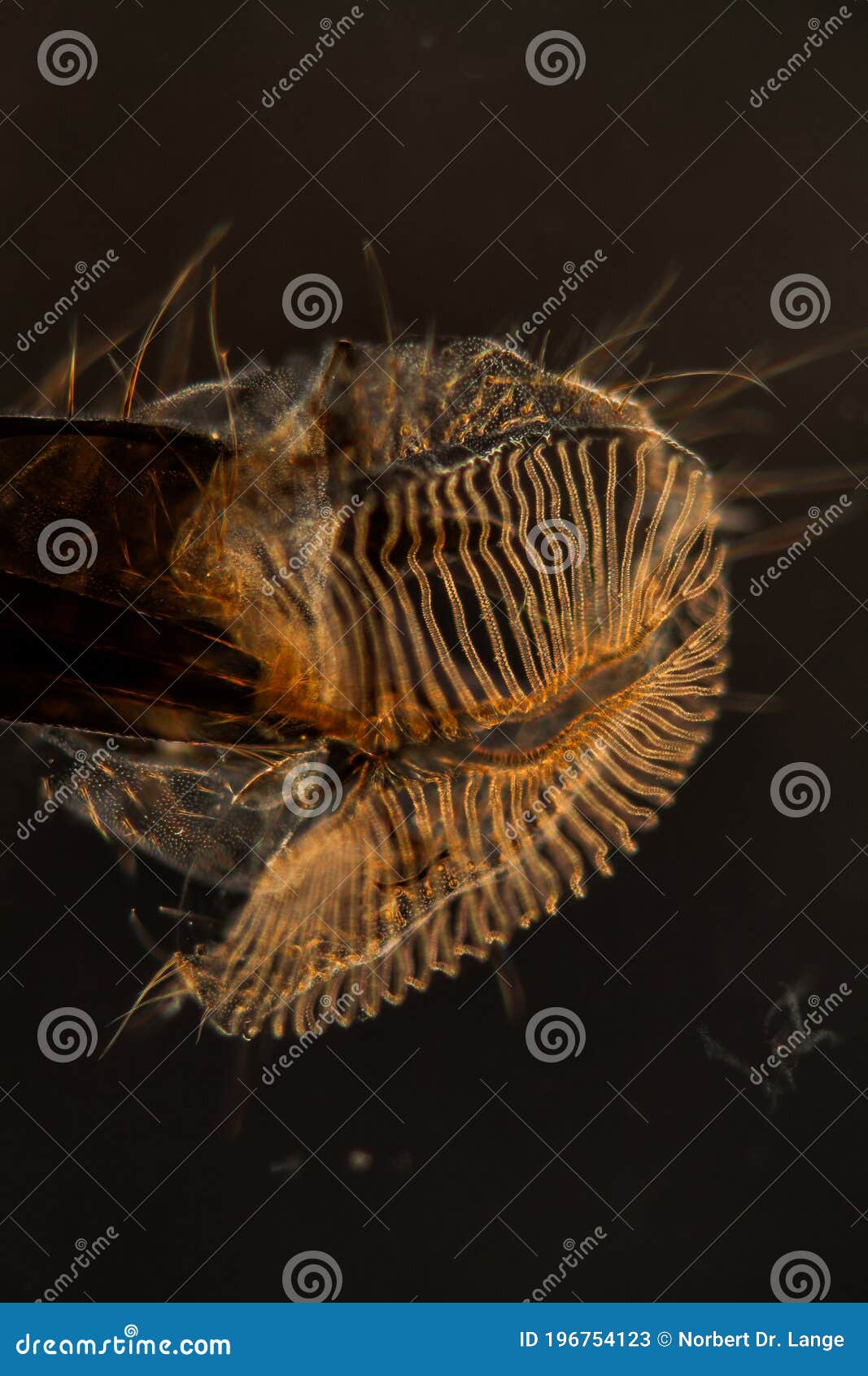 Houseflys proboscis stock image. Image of eating, examination - 196754123