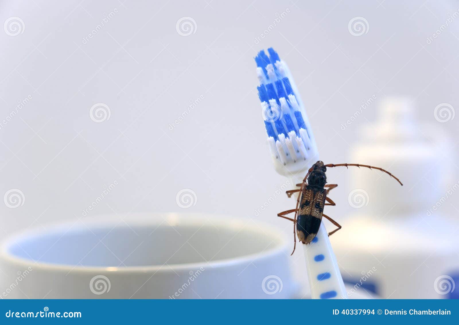 Household Pest stock photo. Image of bugs, exterminator - 40337994