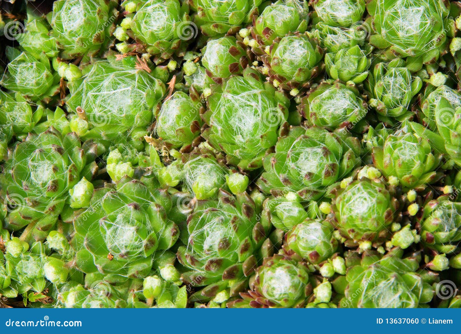 Houseleek stock photo. Image of houseleek, stone, rock - 13637060