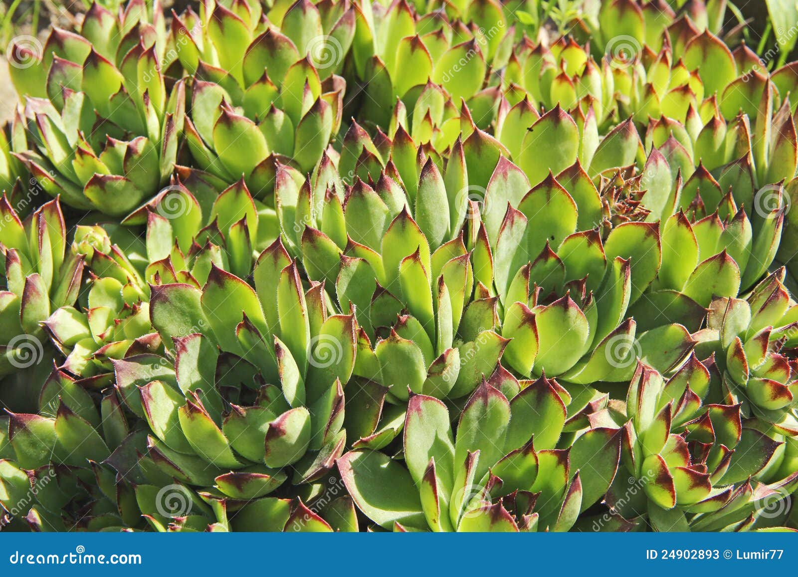 Houseleek stock image. Image of clumps, spring, succulent - 24902893