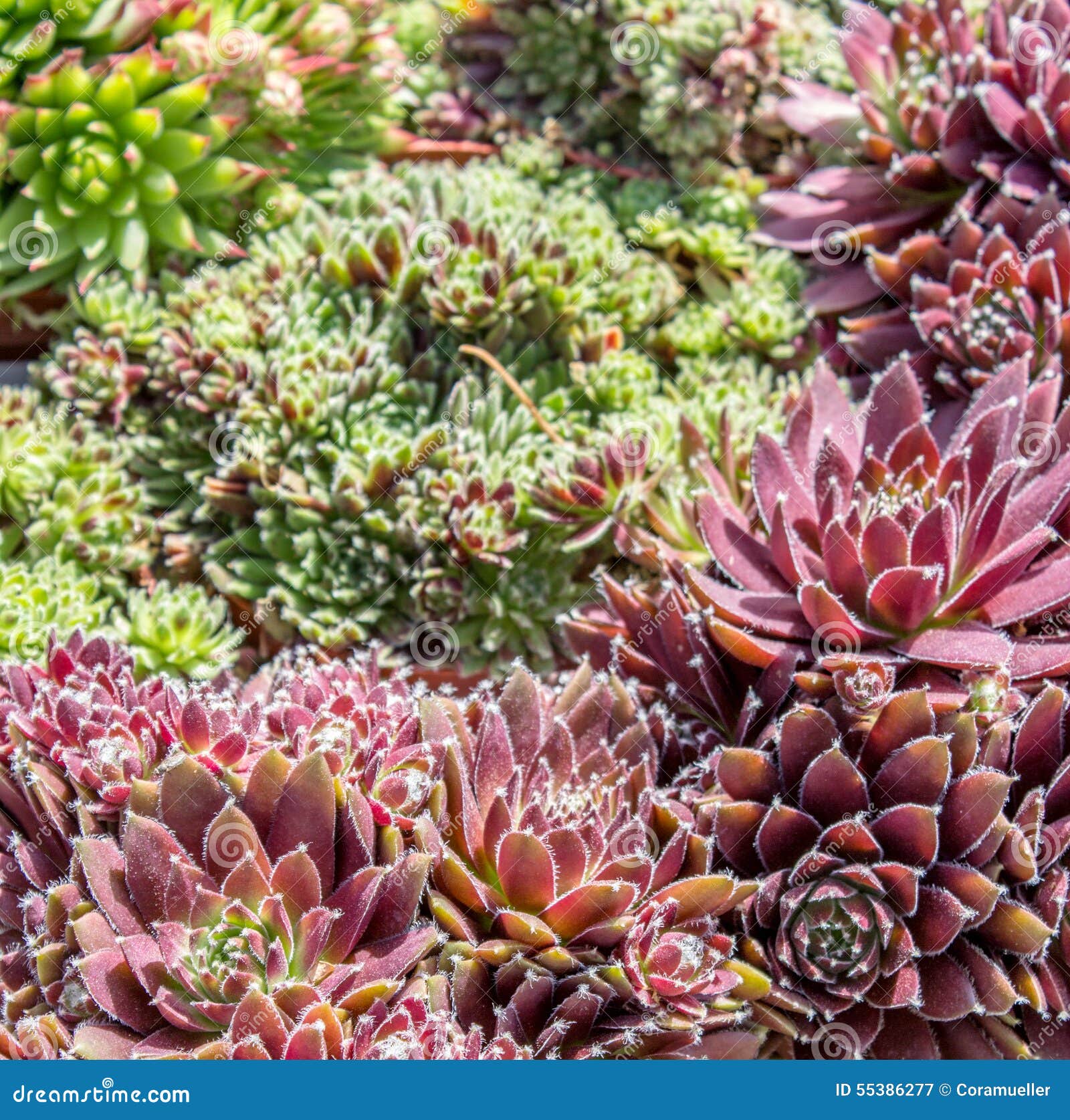 Houseleek immagine stock. Immagine di rosso, vivere, differente - 55386277